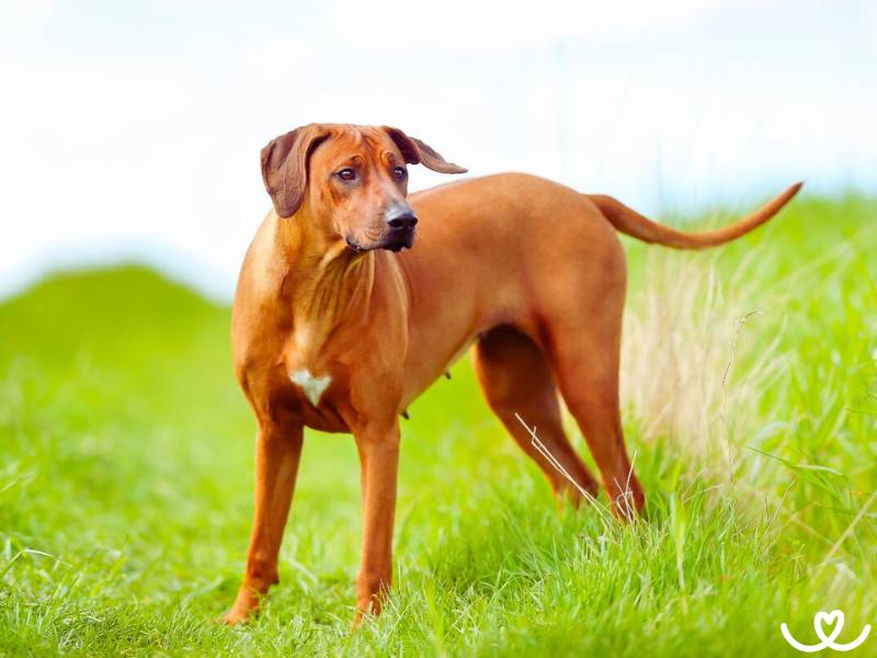 Rhodéský ridgeback lovil lvy, dnes brání rodinu | CHLUPÁČI.cz