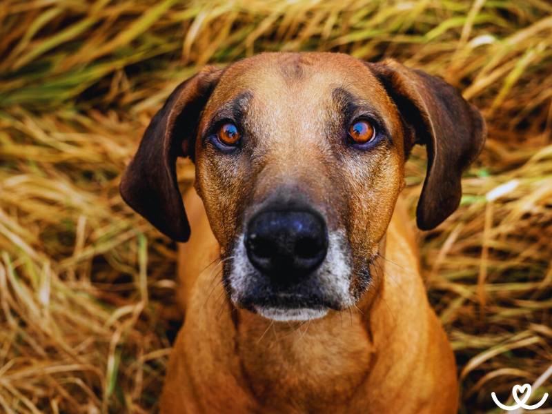 Rhodéský ridgeback lovil lvy, dnes brání rodinu | CHLUPÁČI.cz