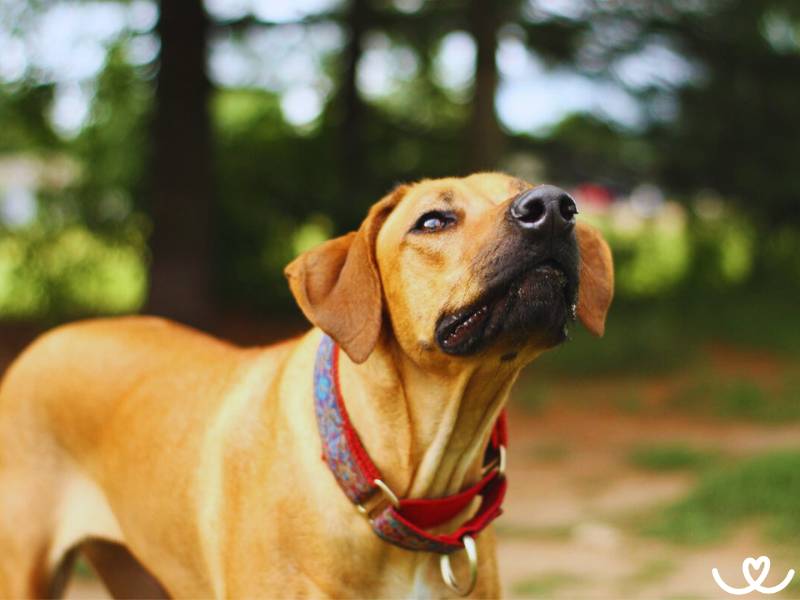 Rhodéský ridgeback lovil lvy, dnes brání rodinu | CHLUPÁČI.cz