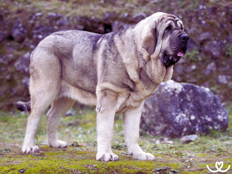 Španělský mastin chránil ovce, dnes hlídá i děti | CHLUPÁČI.cz