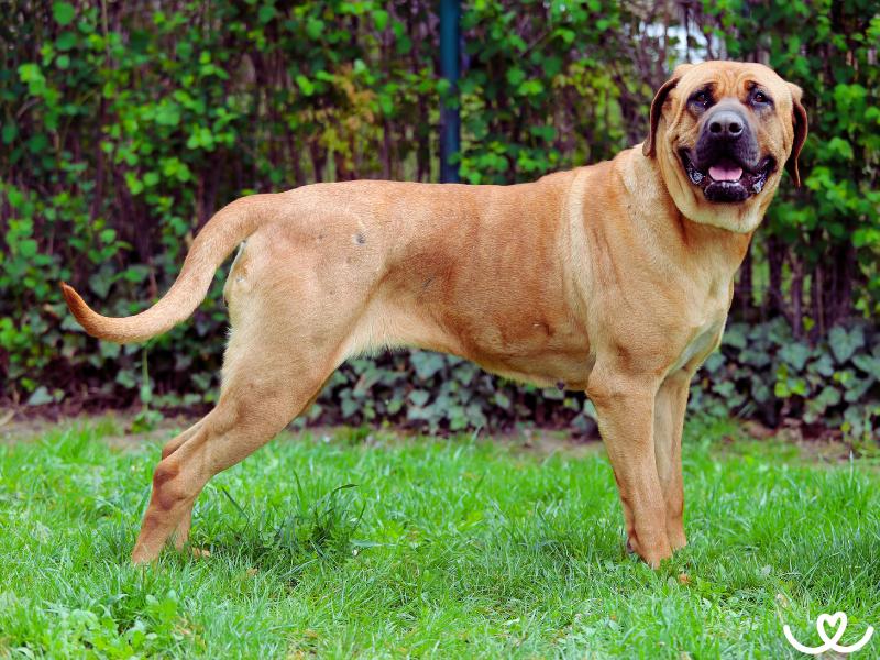 Tosa inu působí jako drsný pes, ale opak je pravdou | CHLUPÁČI.cz