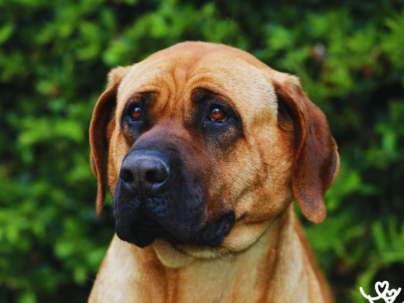 Tosa inu působí jako drsný pes, ale opak je pravdou | CHLUPÁČI.cz