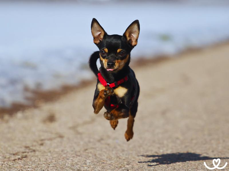 Trpasličí pinč je malý, ale nebojácný pes | CHLUPÁČI.cz