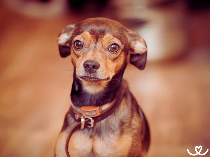 Trpasličí pinč je malý, ale nebojácný pes | CHLUPÁČI.cz