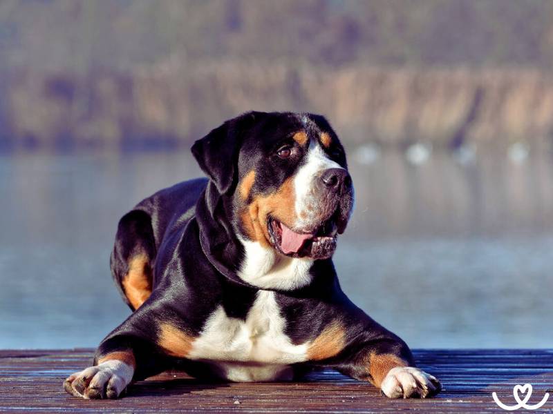 Velký švýcarský salašnický pes zastraší velikostí | CHLUPÁČI.cz