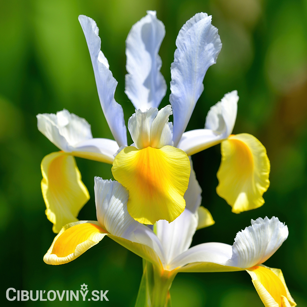 Iris - Apollo Hollandica - Cibuľoviny.sk