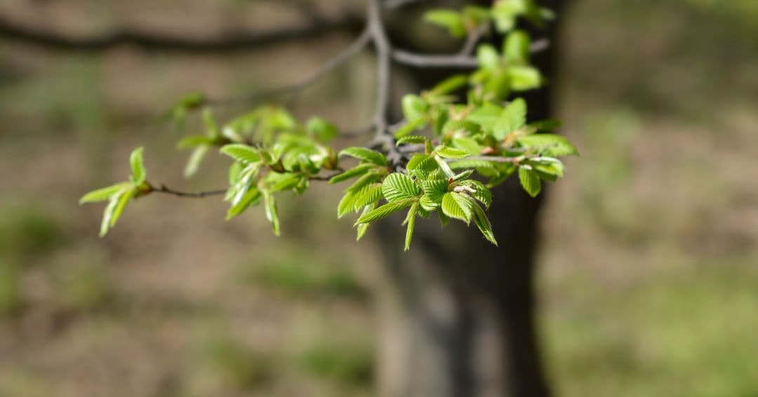 Hrab: najtvrdšia drevina u nás | ČistéDrevo.sk