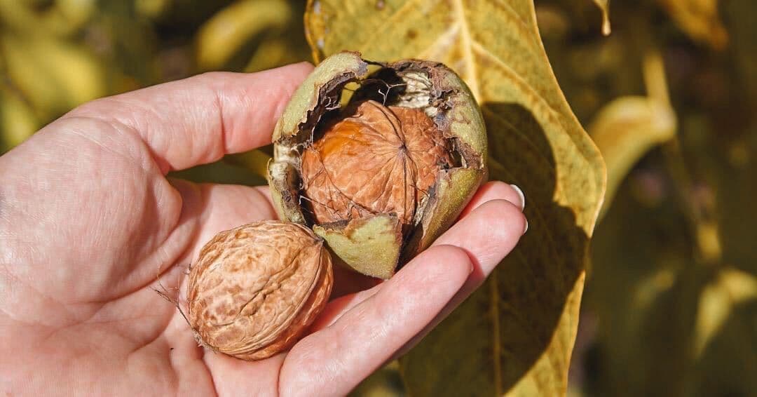 Spracovanie orecha: od orecha po škrupinu | ČistéDrevo.sk