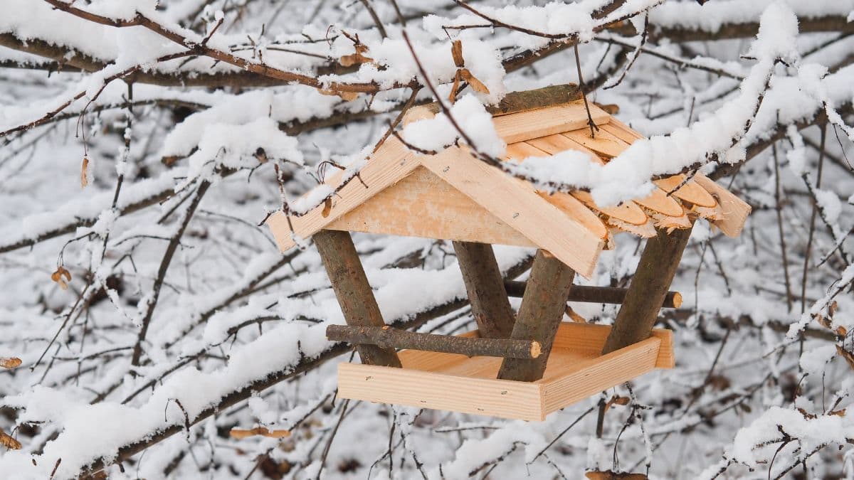 Ptačí budky a krmítka: Tipy pro správný výběr a umístění | ČistéDřevo.cz