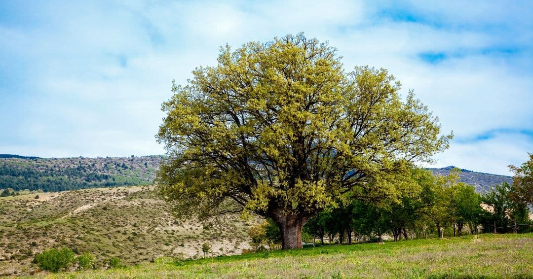 Americký orech: ušľachtilý elegán | ČistéDrevo.sk