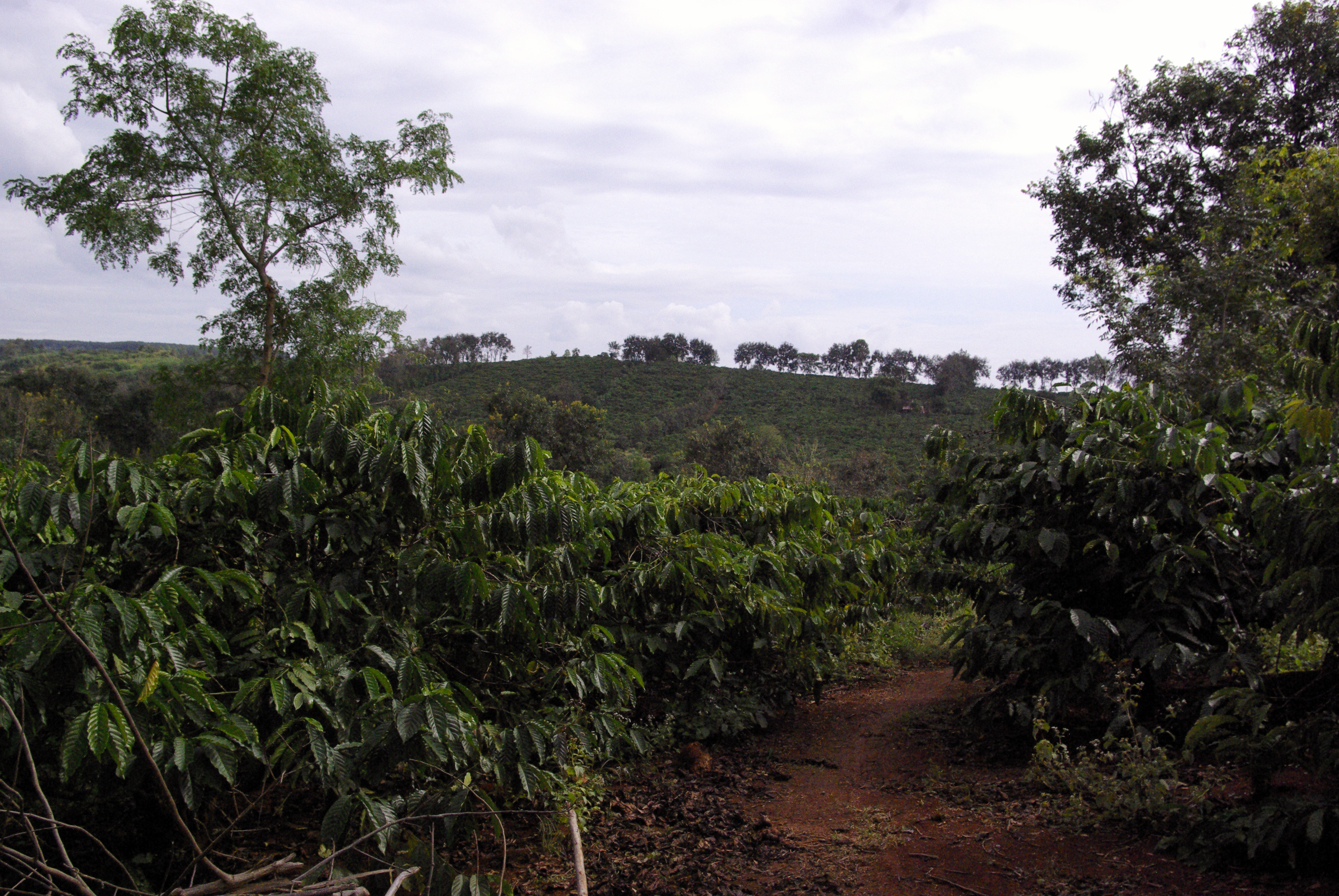 Na výlet po vietnamských plantážích kávy | Dak Lak Coffee