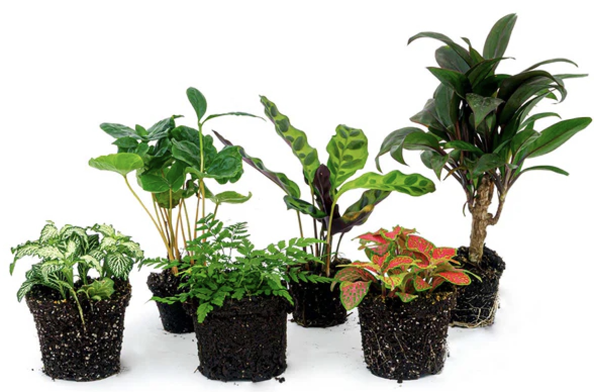 Otvorená biosféra v tvare srdca Fitónia, lišajník a brečtan - Dizajnland.sk