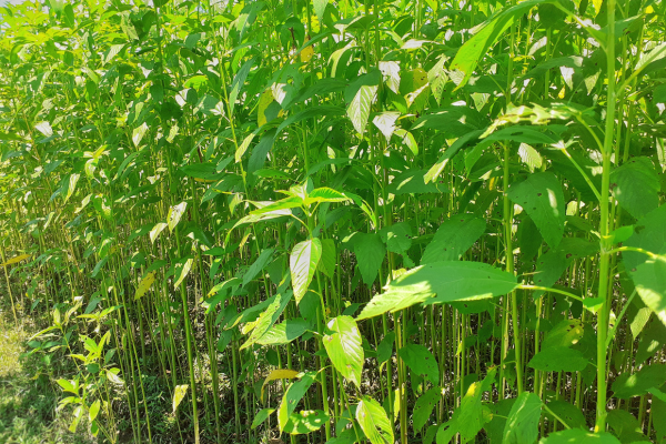 Co je juta? - Mindor