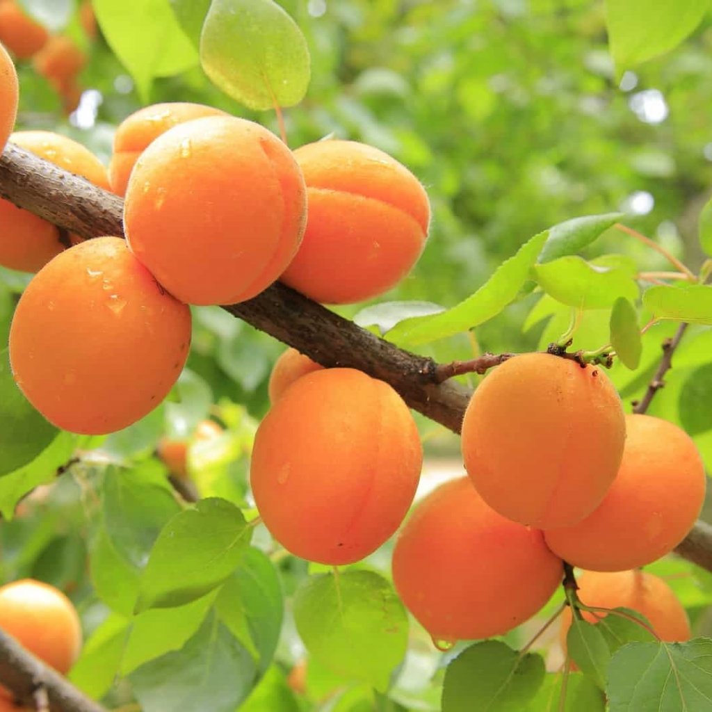 MARHUĽA EARLY ORANGE PODPNÍK ST. JULIEN - Záhradkárstvo Dráb