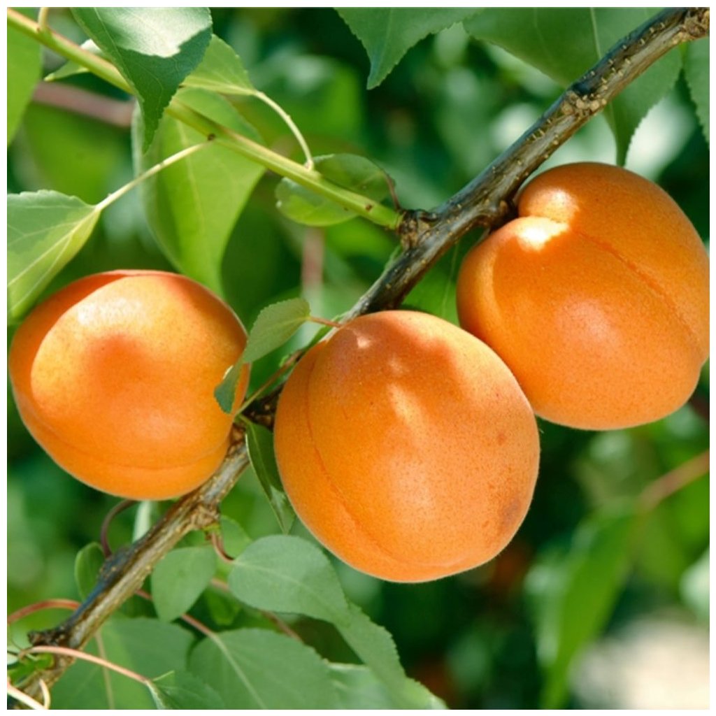 MARHUĽA EARLY ORANGE PODPNÍK ST. JULIEN - Záhradkárstvo Dráb