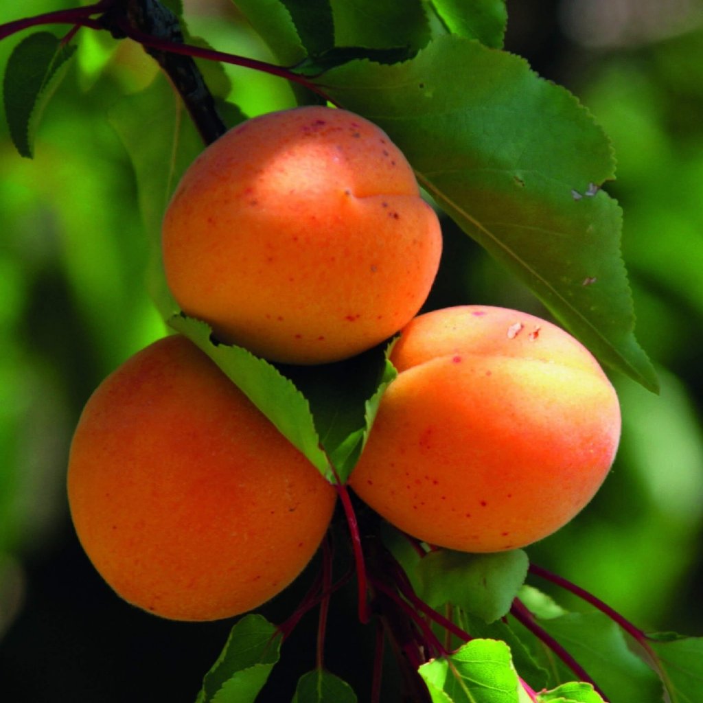 MARHUĽA MAĎARSKÁ PODPNÍK ST. JULIEN - Záhradkárstvo Dráb