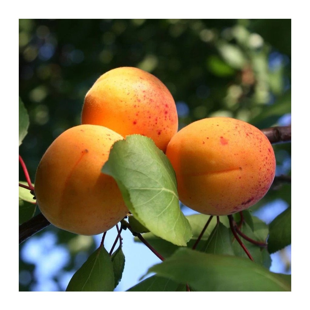 MARHUĽA LUIZET - Záhradkárstvo Dráb