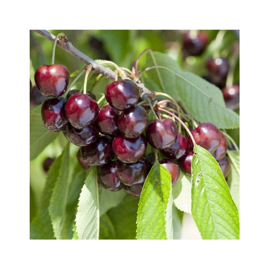 ČEREŠŇA BIGARREAU BURLAT - Záhradkárstvo Dráb