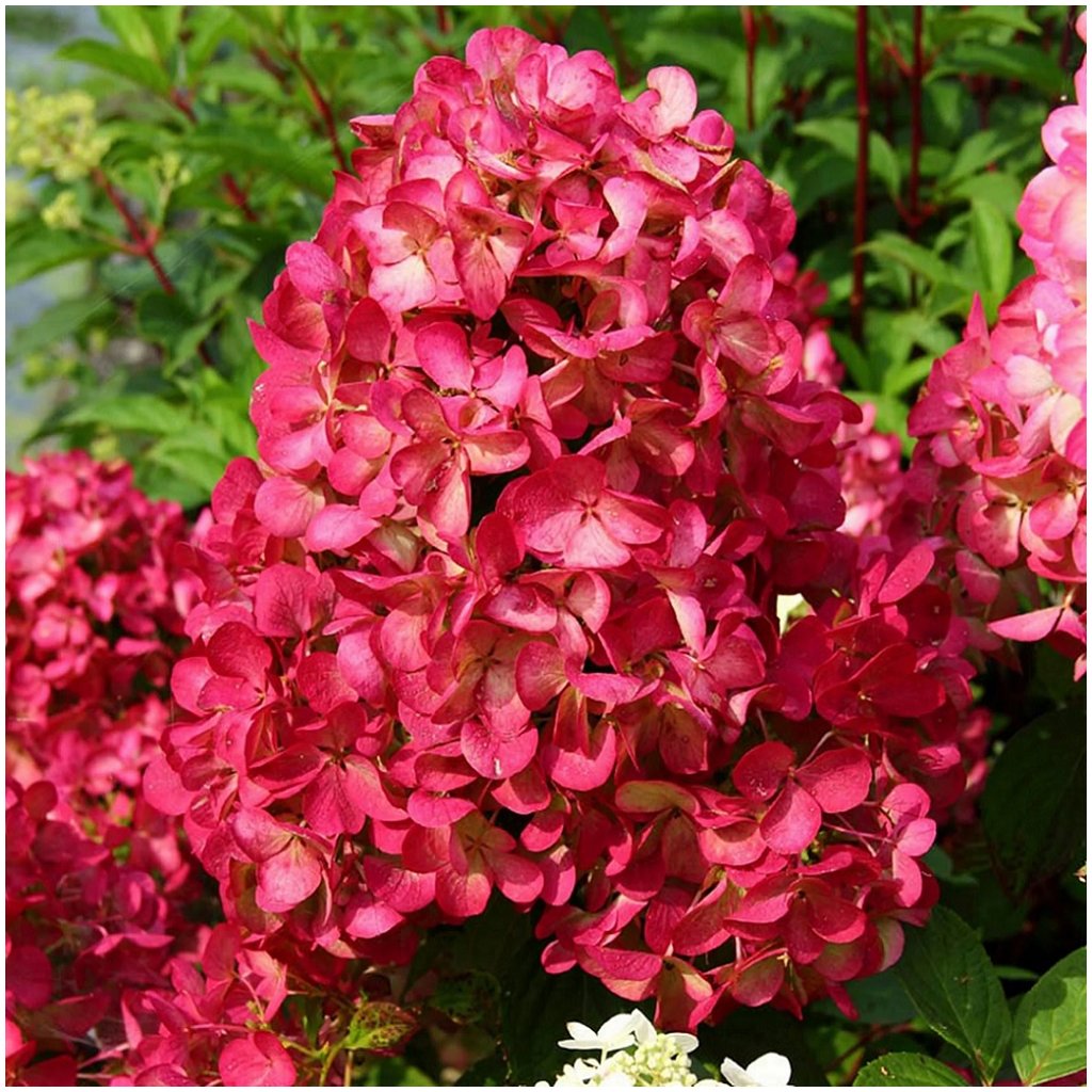 HORTENZIA METLINATÁ DIAMOND ROUGE - Záhradkárstvo Dráb