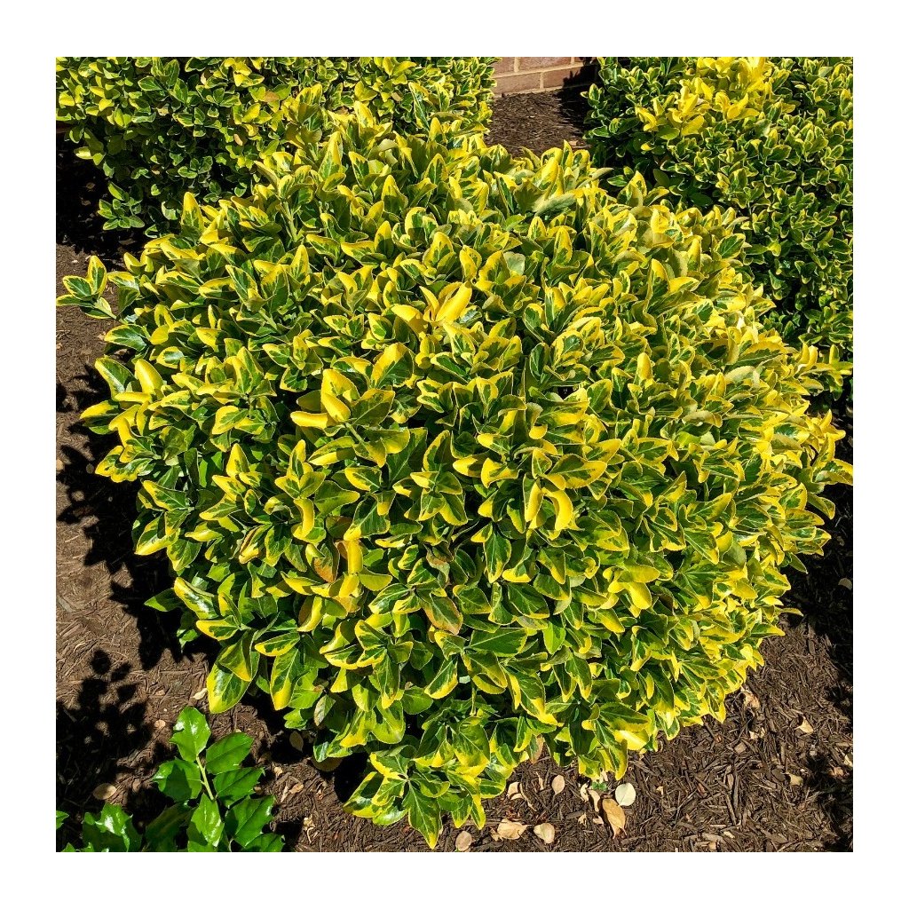 BRŠLEN JAPONSKÝ AUREOMARGINATUS - Záhradkárstvo Dráb