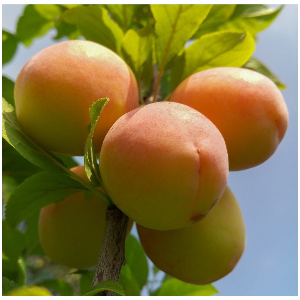 MARHUĽA CREMONINI TVAR PALMETA - Záhradkárstvo Dráb