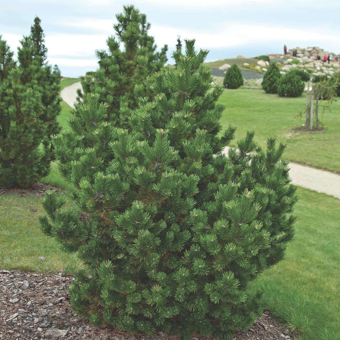 BOROVICA HORSKÁ GNOM