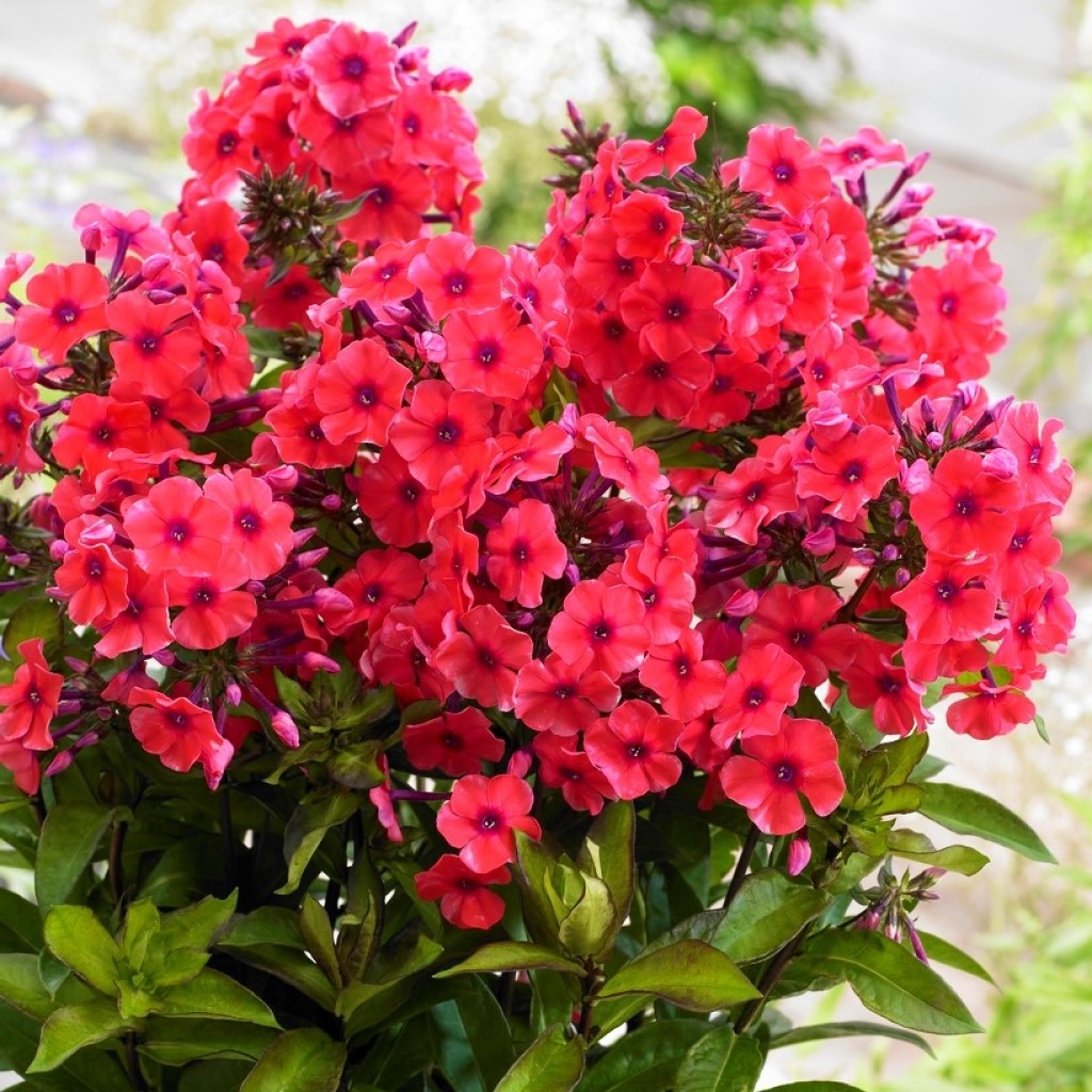 FLOX METLINATÝ FLAME WATERMELON