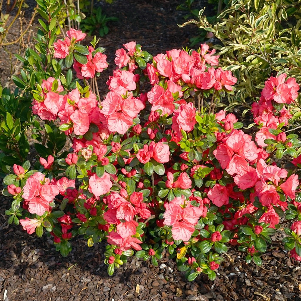 AZALKA JAPONSKÁ FLASH DANCE SALMON