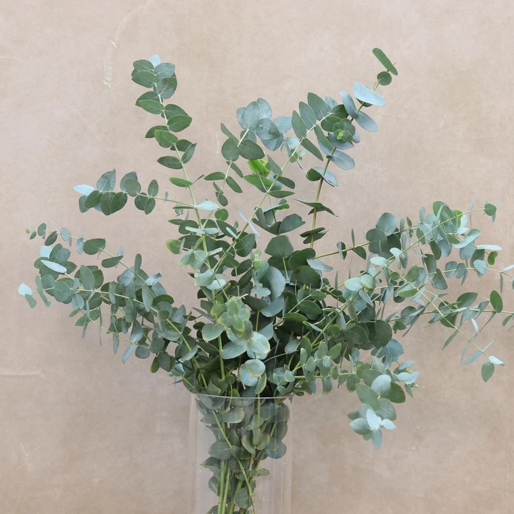 VETVIČKA EUKALYPTUSU GUNNI AZURA