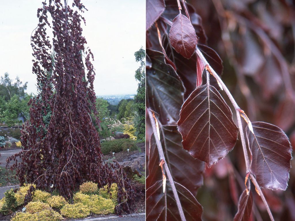 Buk lesný Purple Fountain na kmienku 70-120 cm, kont. C5 - Dučplant.sk