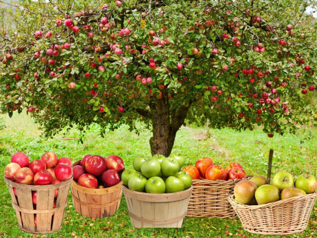 Unikátna jabloň 5 odrôd na jednom strome 150-170 cm, kont. C4 - Dučplant.sk