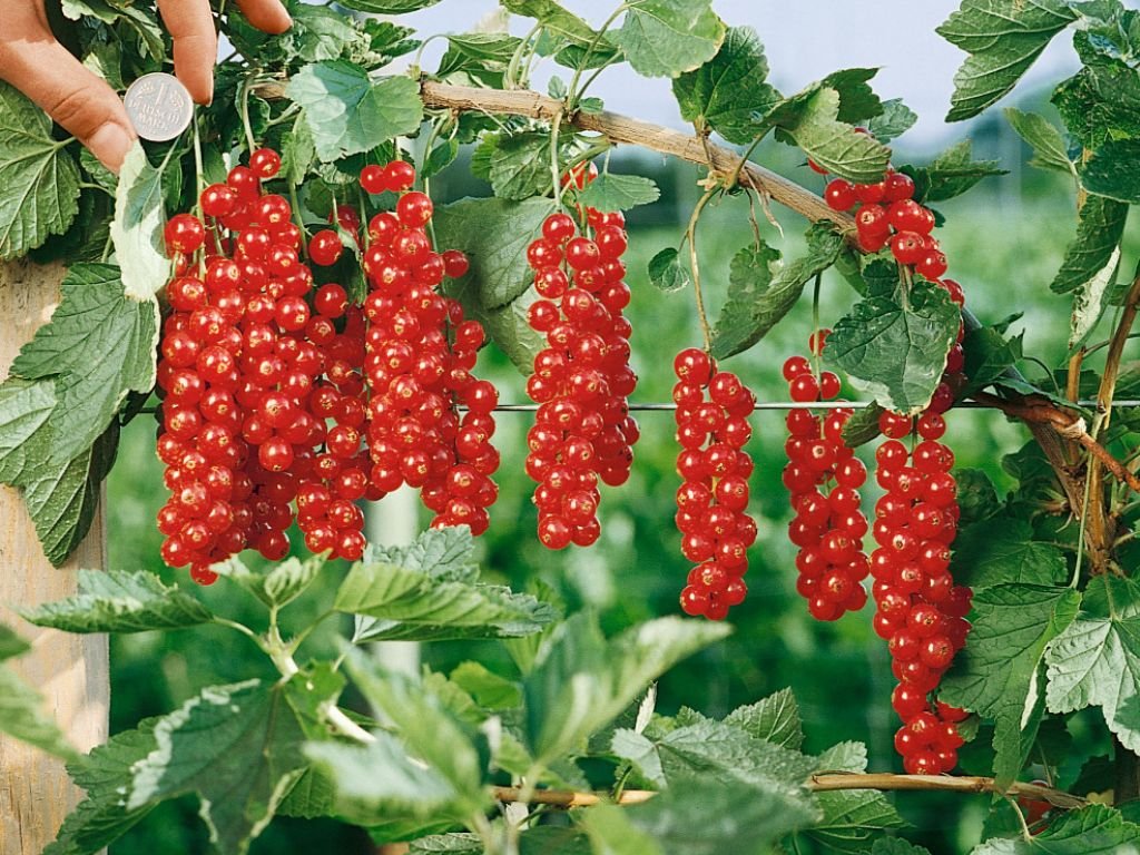 Ríbezľa stromčeková Rovada, voľnok. - Dučplant.sk