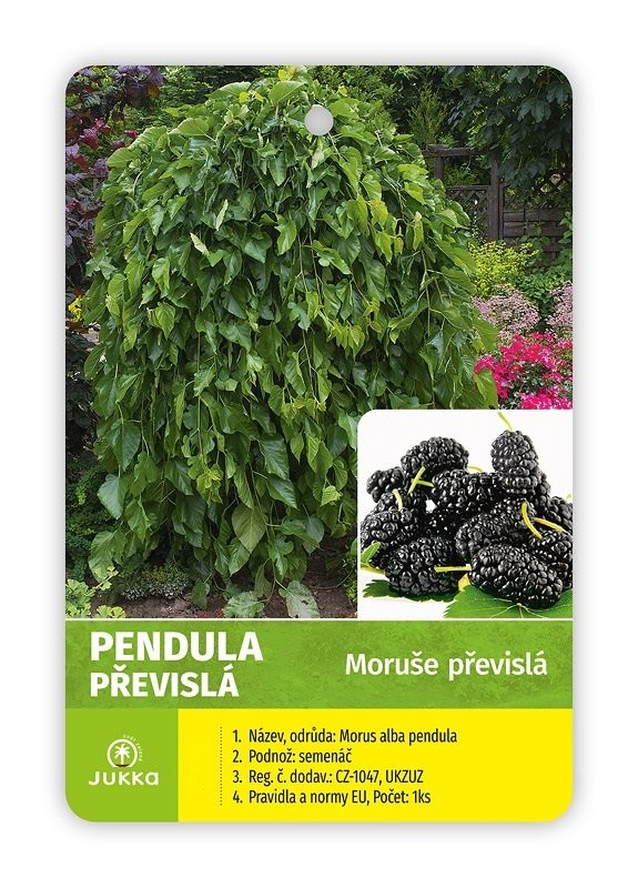 Moruše bílá Pendula (Morus alba)