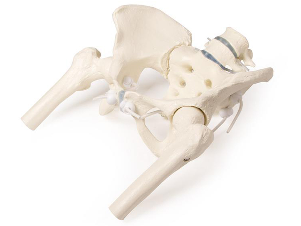 Flexibilná ženská panva s hlavami stehennej kosti