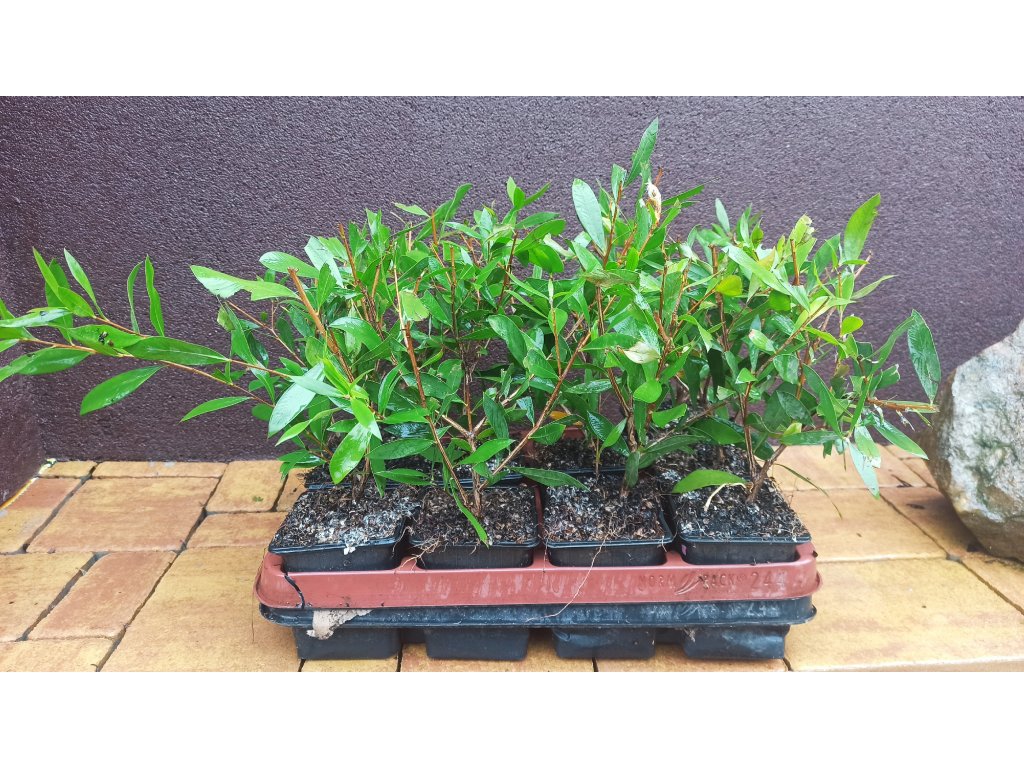 callistemon viminalis inferno