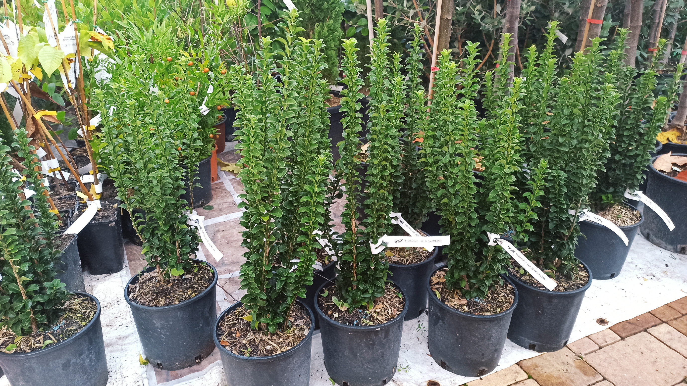 Brslen japonský Benkomasaki (Euonymus japonicus Benkomasaki) - 60 - 70 ...