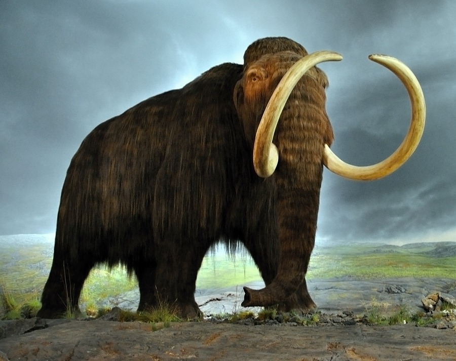 Mamut srstnatý (Mammuthus primigenius)
