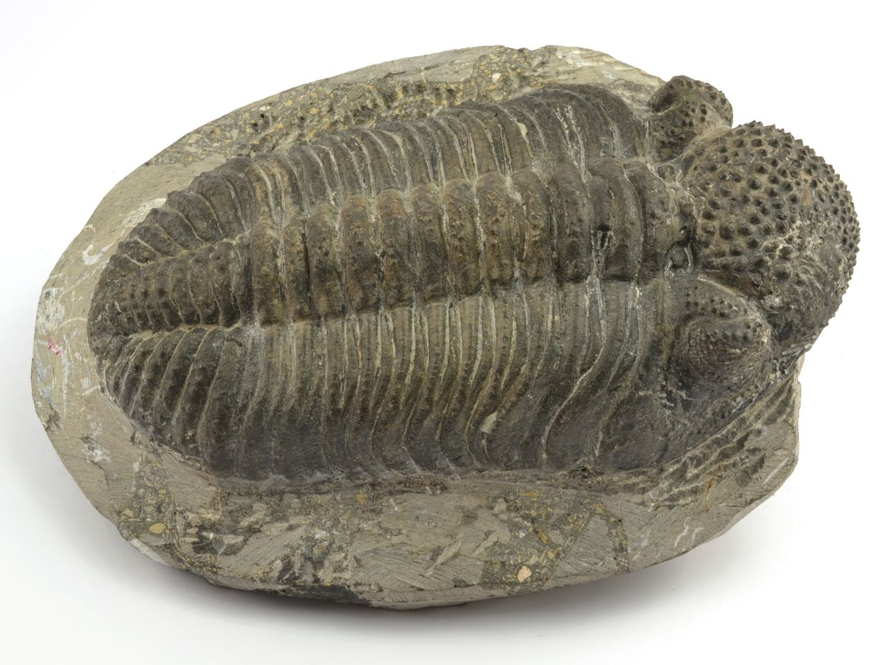 Trilobit