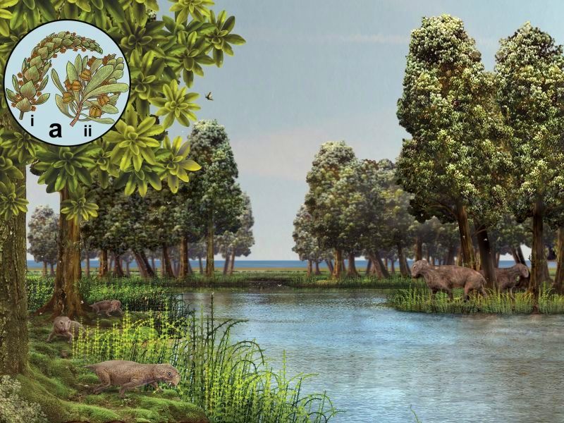 Glossopteris | Fosilní listy ze superkontinentu Gondwana