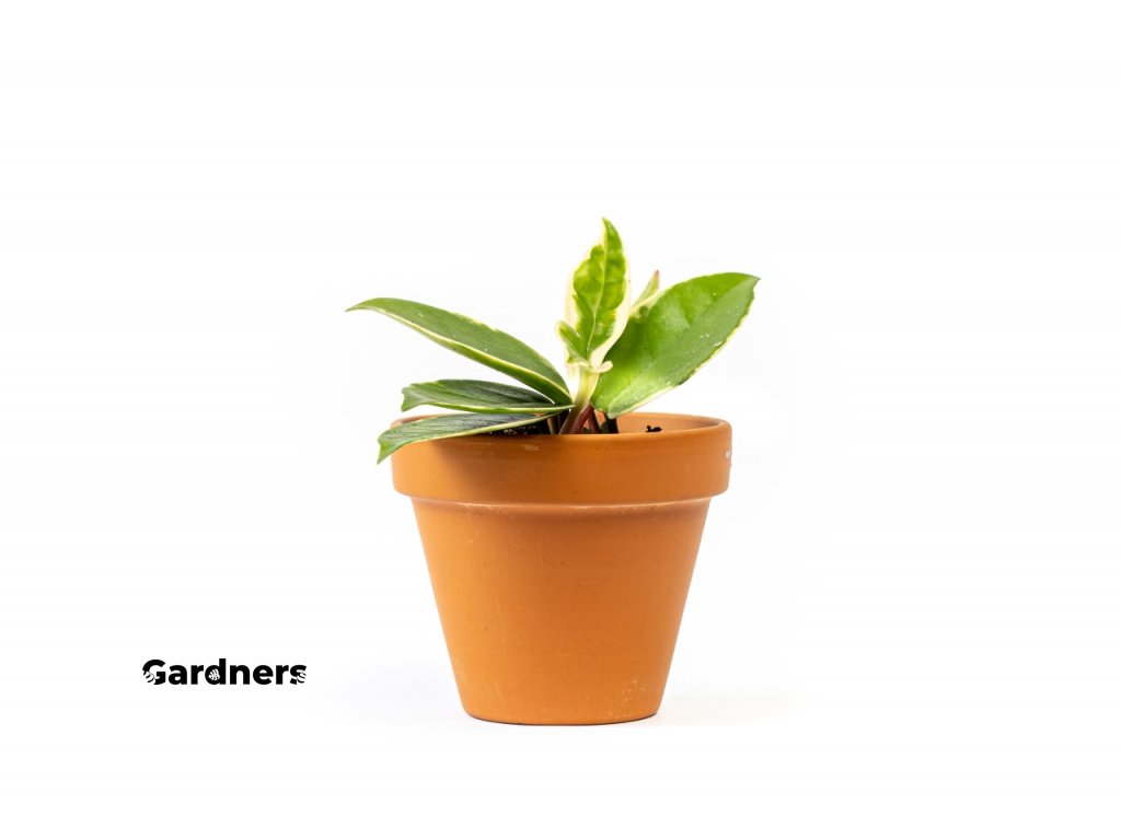 Hoya krimson queen, průměr 6 cm | Gardners-eshop.cz