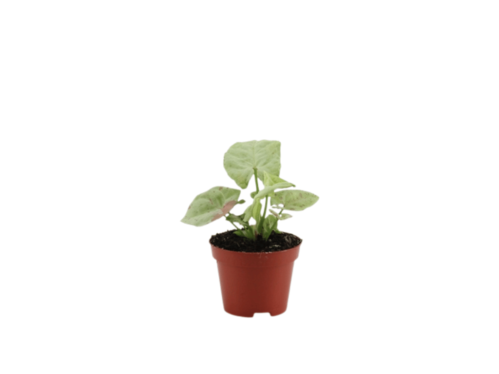 Syngonium Confetti, průměr 6 cm Syngonium, Syngónium | Gardners-eshop.cz