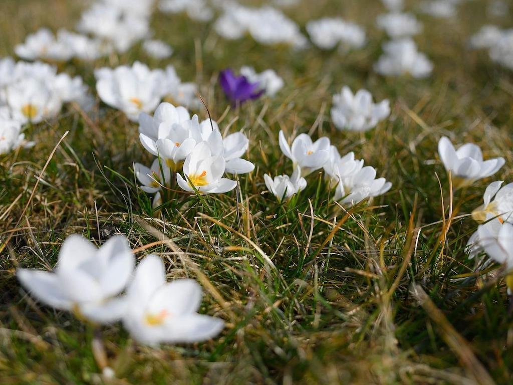 Krokus jarní – Garlo.cz, vyhledávač rostlin