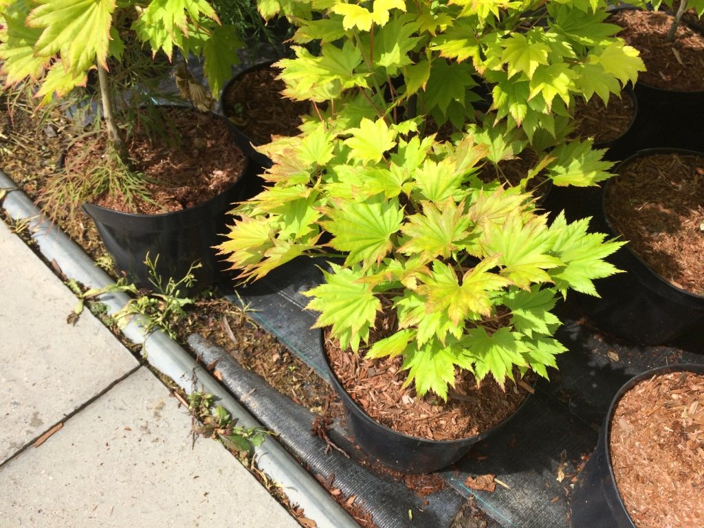 Japonský javor 'Aureum' – Garlo.cz, vyhledávač rostlin