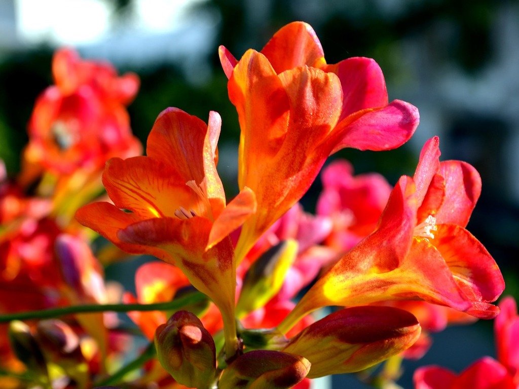 Frézie – Garlo.cz, vyhledávač rostlin