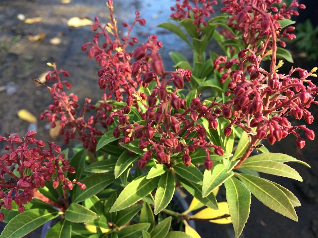 Pieris japonská – Garlo.cz, vyhledávač rostlin