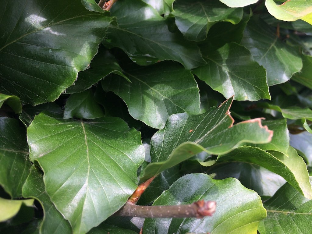 Buk lesní – Garlo.cz, vyhledávač rostlin