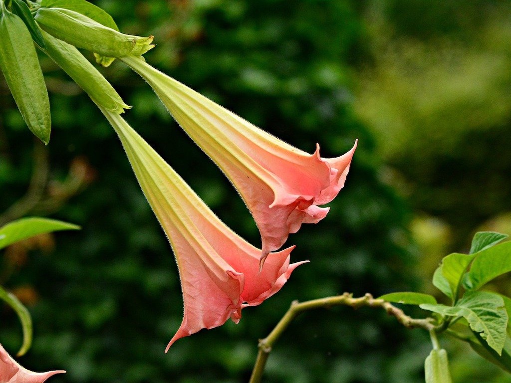 Durman – Garlo.cz, vyhledávač rostlin