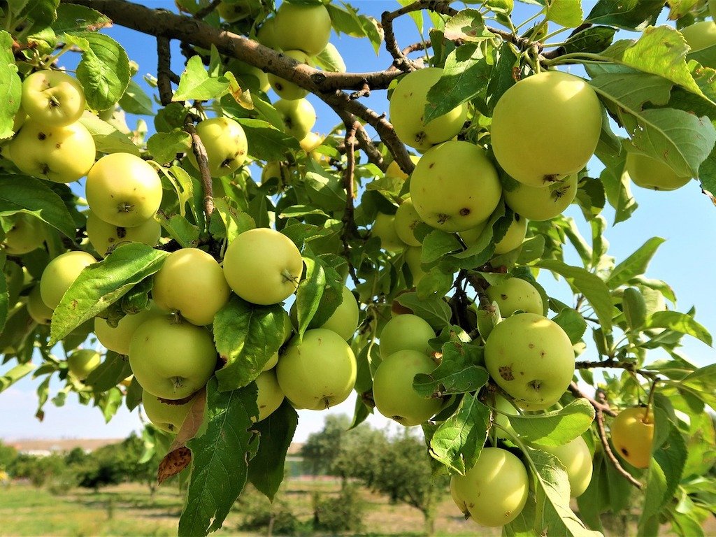 Letní jabloň – Garlo.cz, vyhledávač rostlin