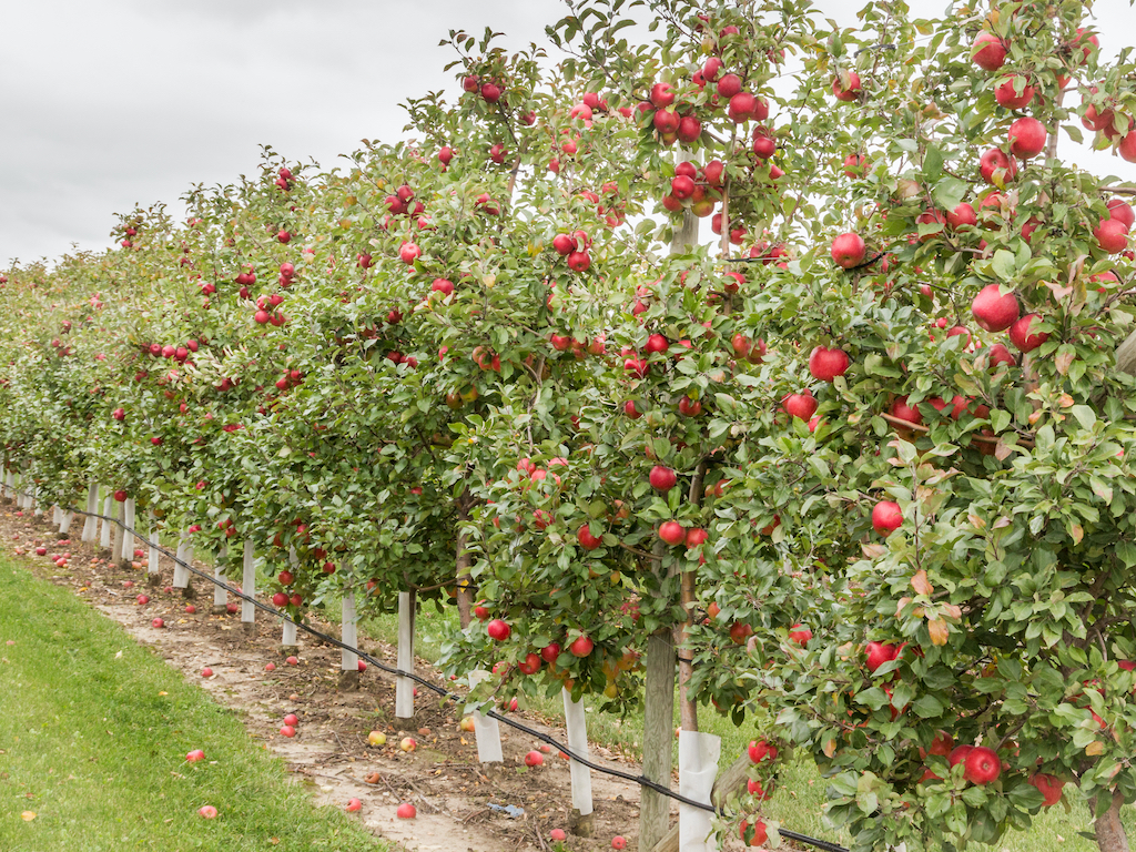 Sloupovitá jabloň – Garlo.cz, vyhledávač rostlin