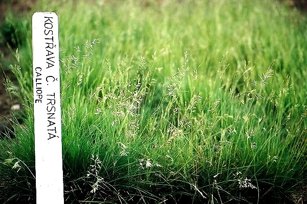 Základní rozdělení trav